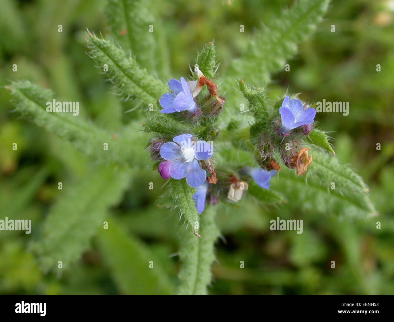 Small bugloss anchusa arvensis hi-res stock photography and images - Alamy
