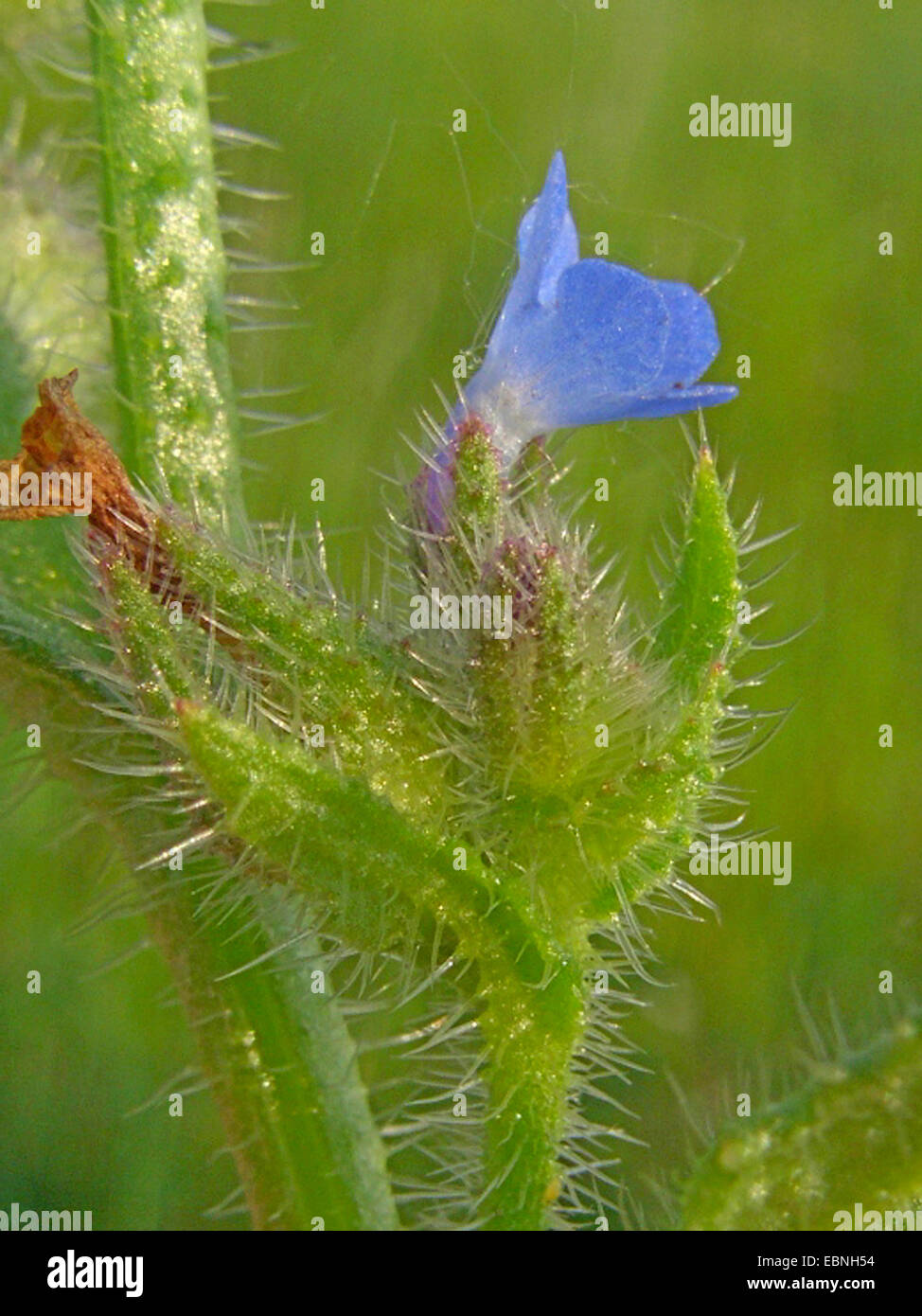 annual bugloss, small bugloss (Anchusa arvensis), flower, Germany Stock ...