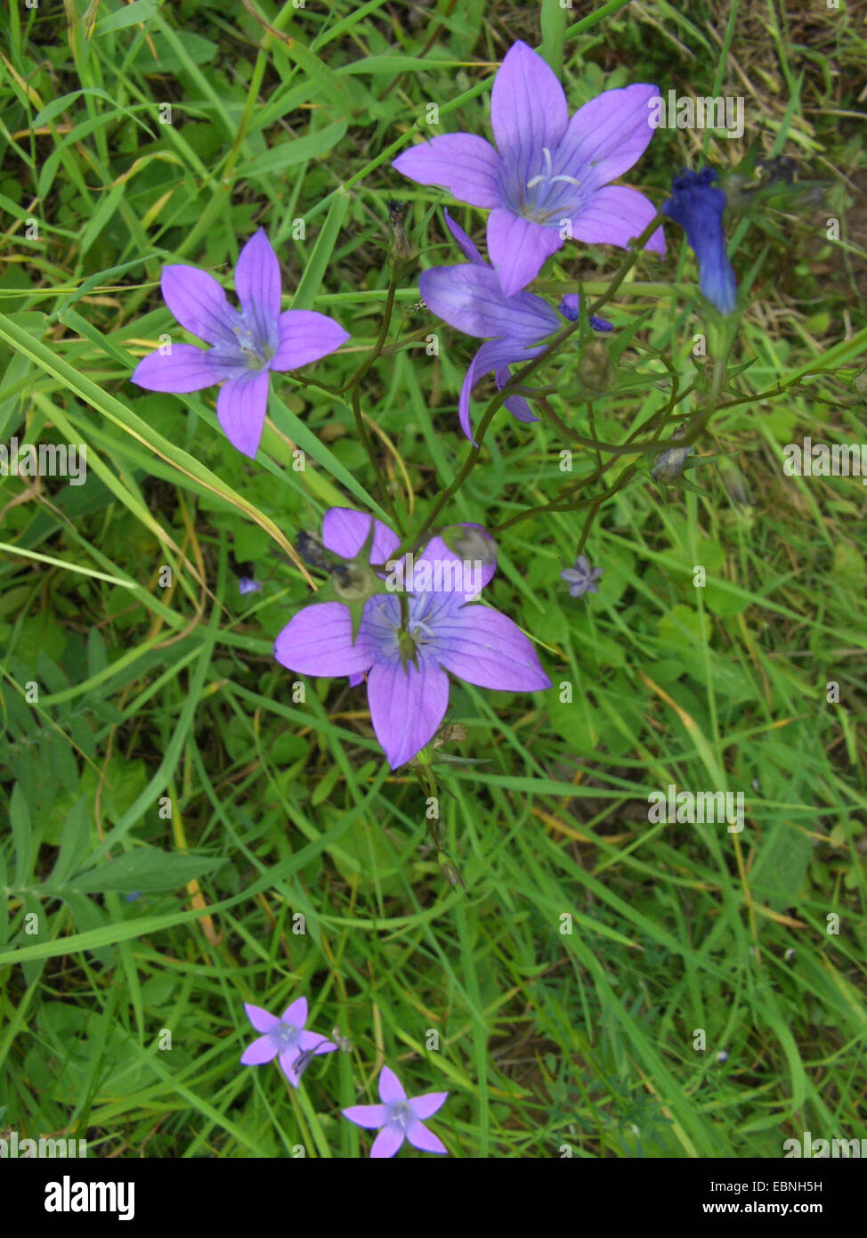 spreading bellflower (Campanula patula), blooming, Germany Stock Photo ...