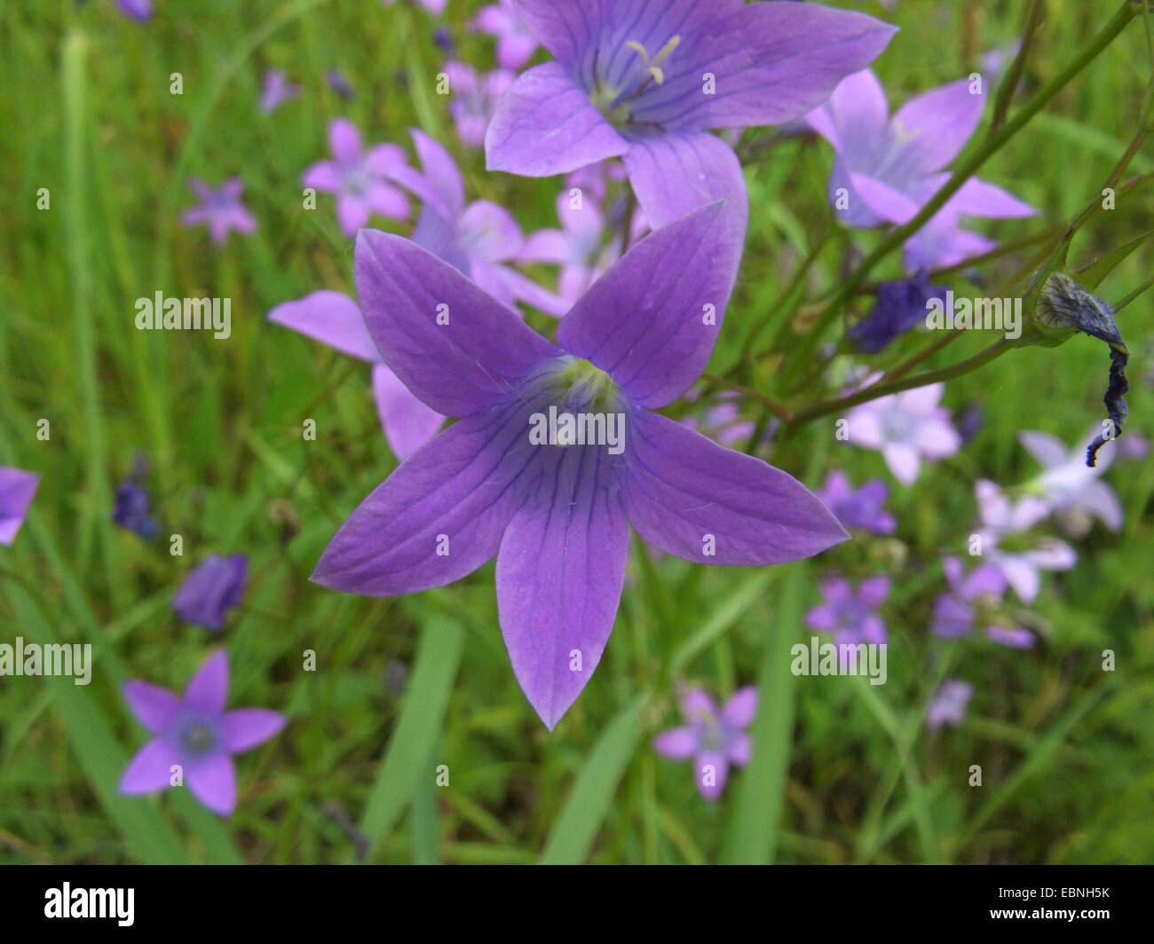 spreading bellflower (Campanula patula), blooming, Germany Stock Photo ...