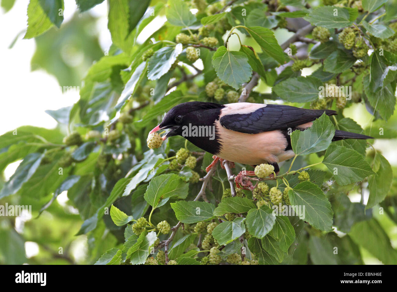 Starling in tree hi-res stock photography and images - Alamy