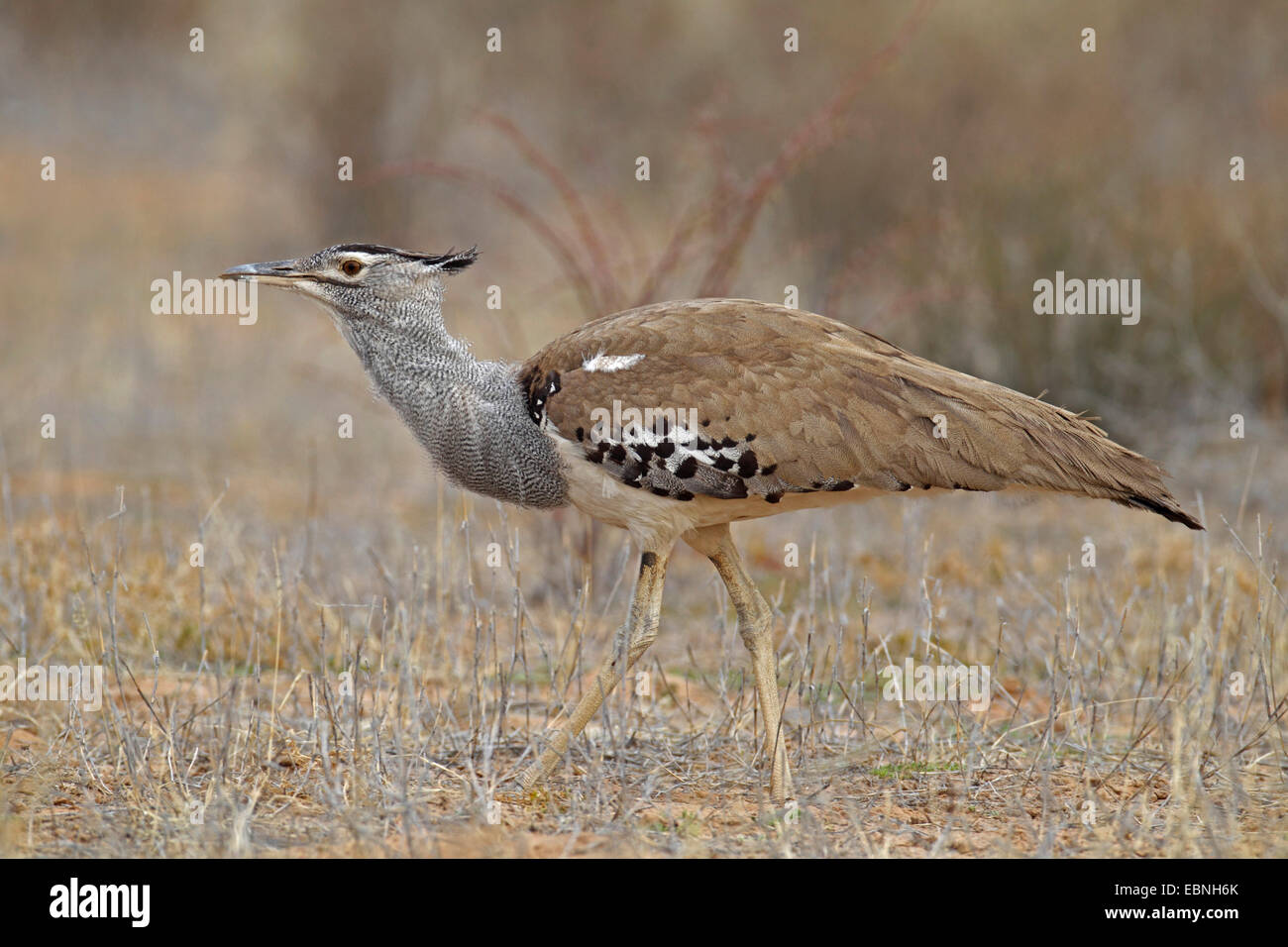 African bustards hi-res stock photography and images - Alamy