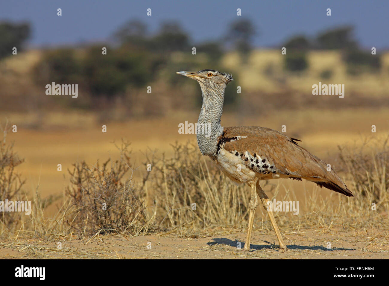 African bustards hi-res stock photography and images - Alamy