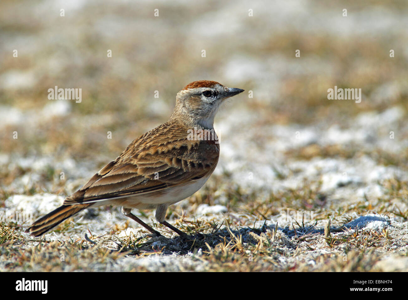 Red-capped lark (Calandrella cinerea), sitting on the ground, South ...
