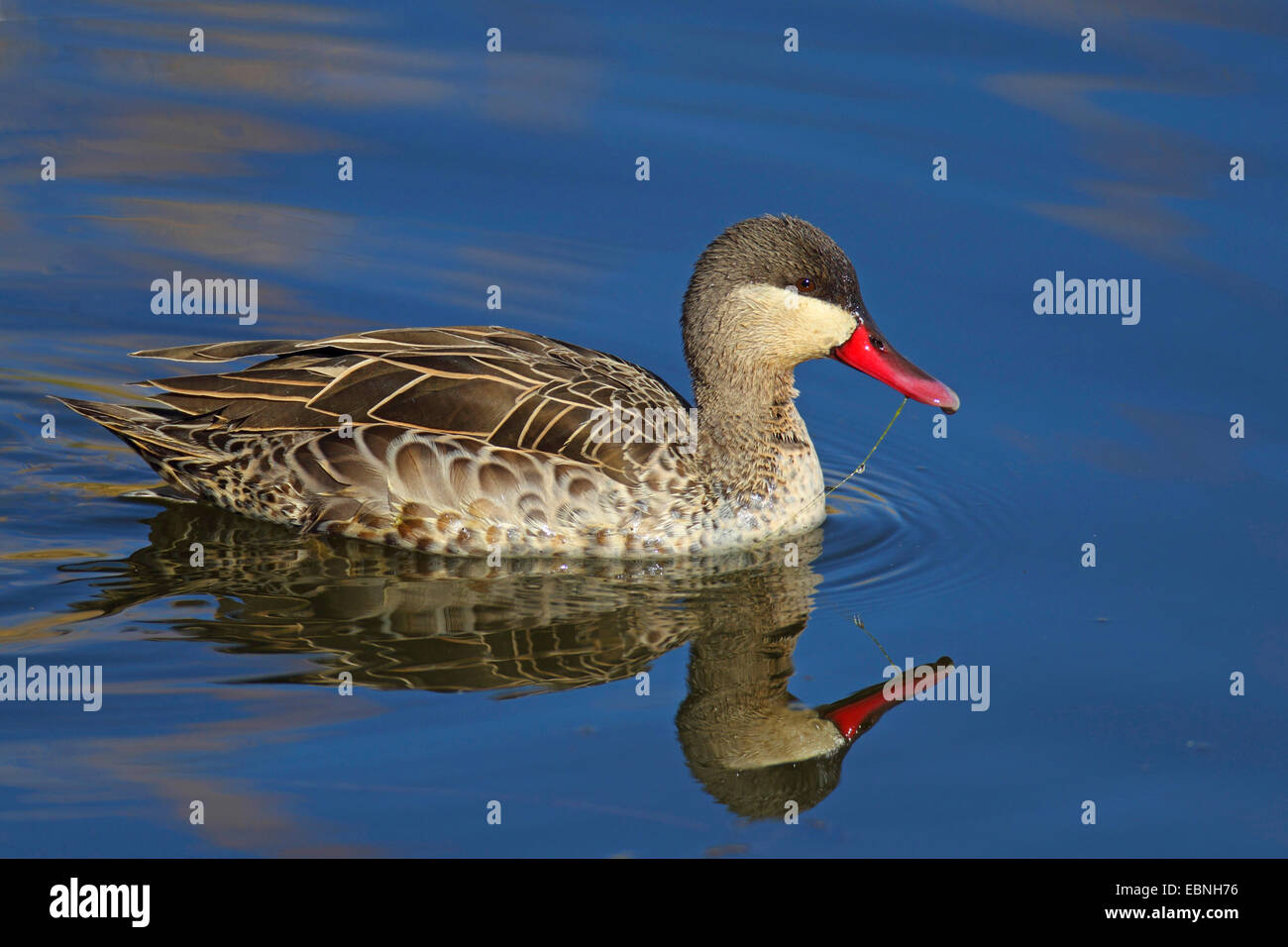 red-billed pintail (Anas erythrorhyncha), swimming, mirror image, South ...