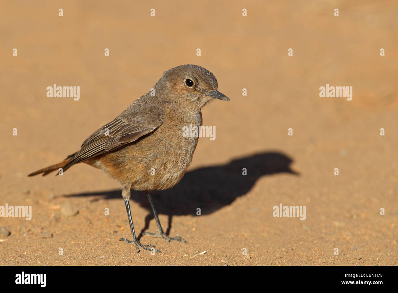 Familiar chat (Cercomela familiaris), standing on the ground, South ...