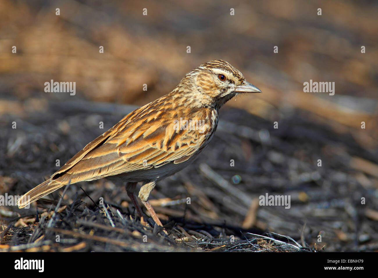 sabota lark (Mirafra sabota), standing on the ground, South Africa ...
