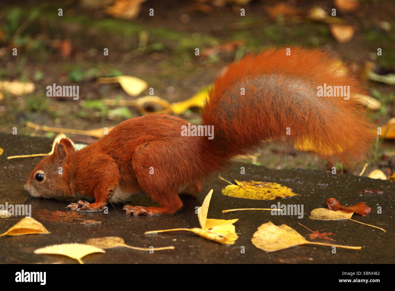 European red squirrel, Eurasian red squirrel (Sciurus vulgaris ...