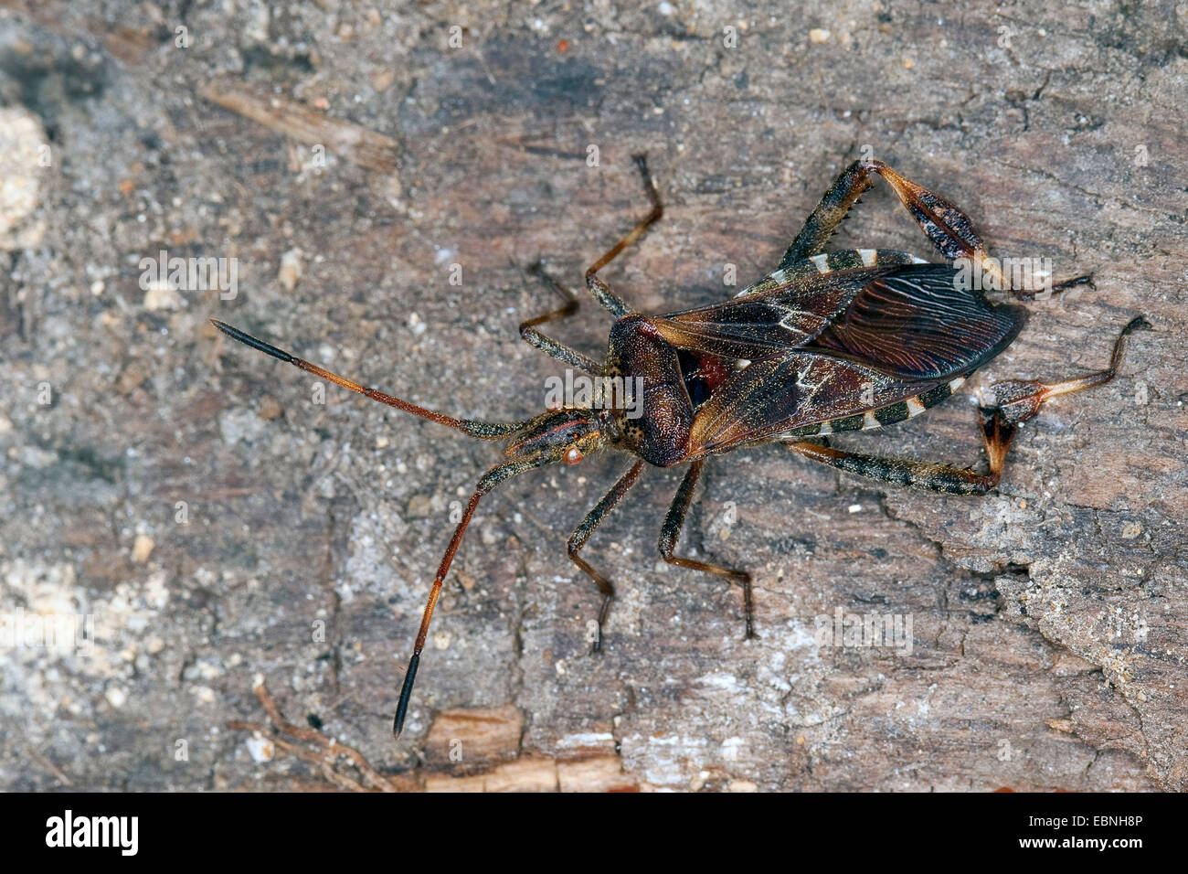 western conifer seed bug (Leptoglossus occidentalis), sitting on the ...