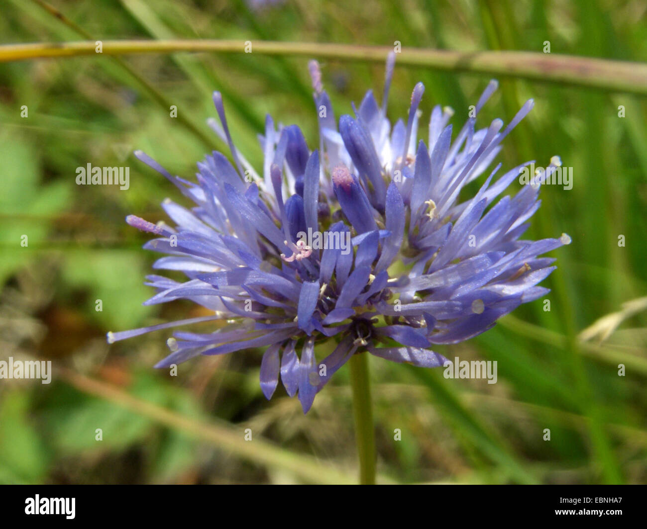 sheep's-bit, sheep's scabious (Jasione montana), flowering, Germany ...