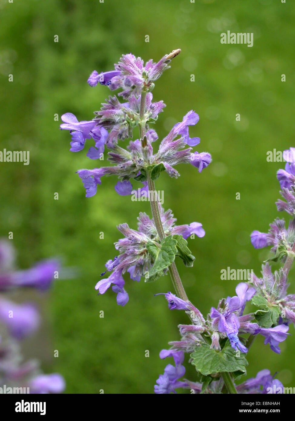 faassen's catmint (Nepeta x faassenii, Nepeta faassenii), inflorescence ...