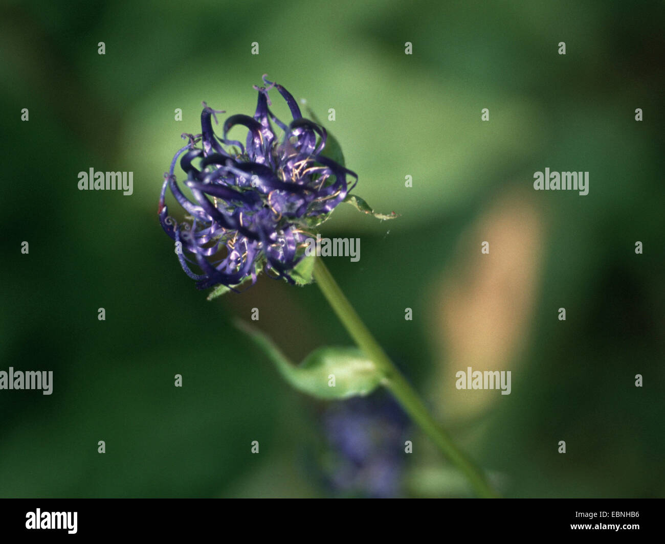 Round-Headed Rampion (Phyteuma orbiculare), inflorescence, Slovakia ...