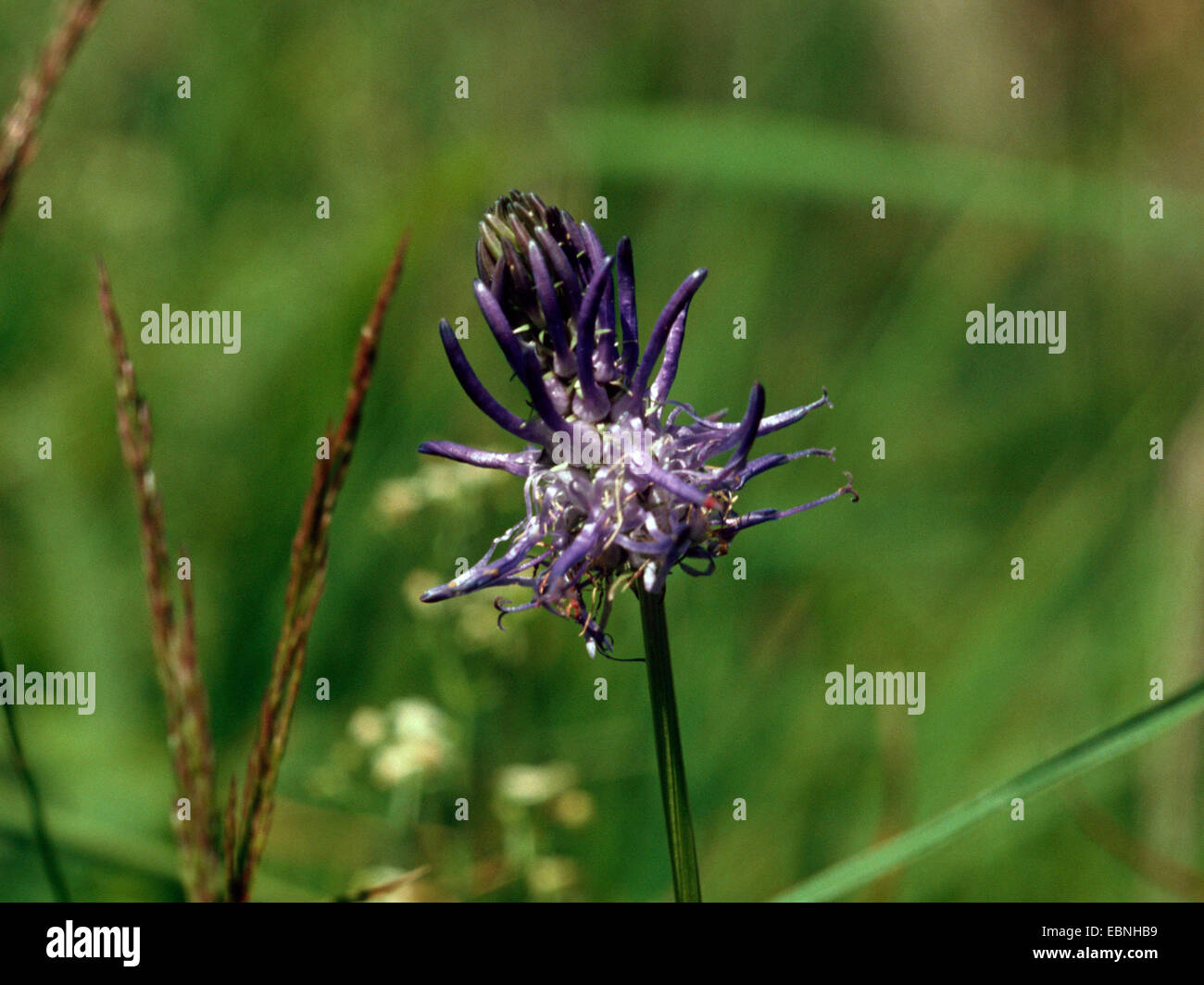 Round-Headed Rampion (Phyteuma orbiculare), inflorescence, Austria ...