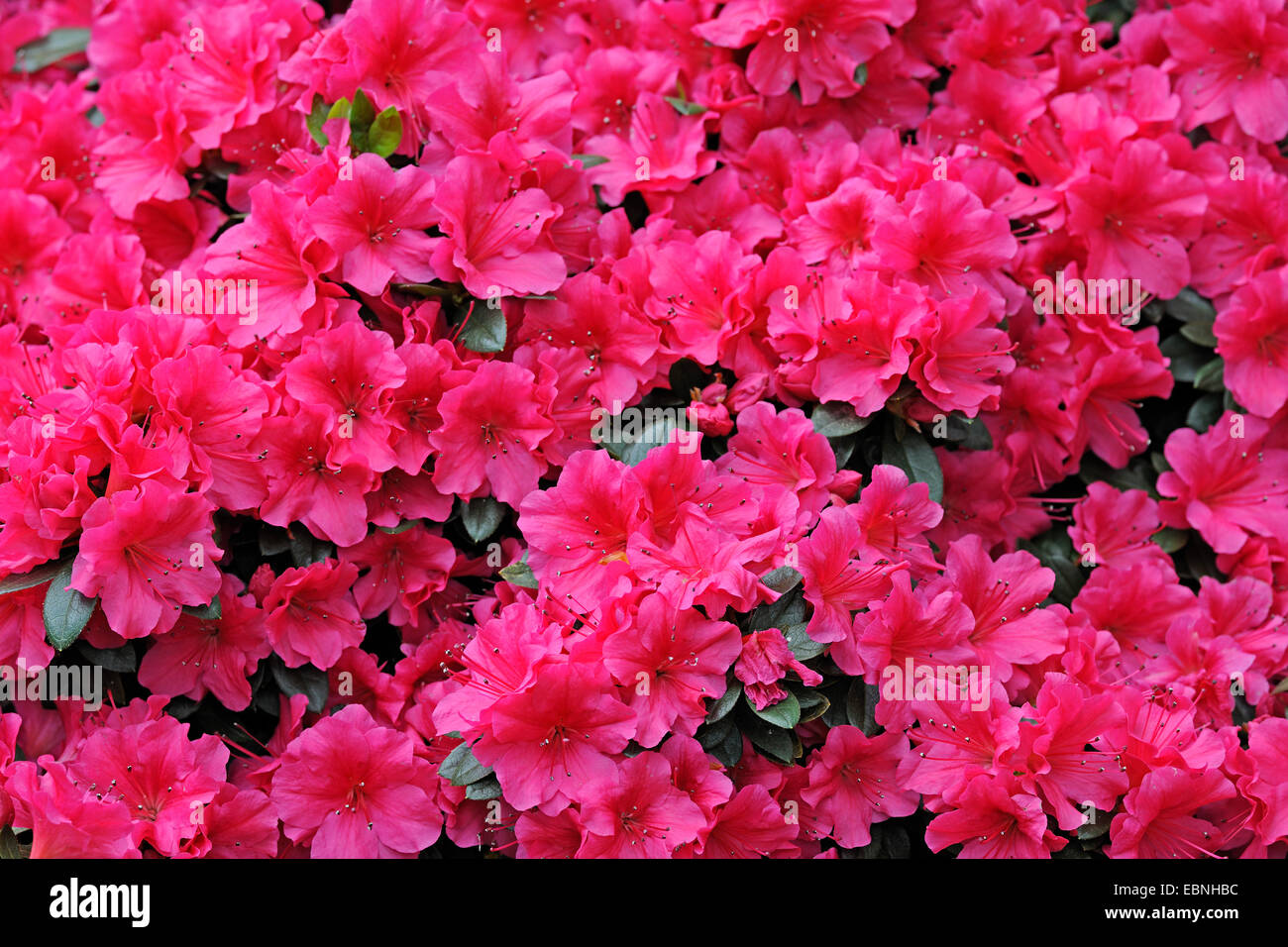 Azalea, Formosa Azalea, Sim's Azalea, (Rhododendron simsii), blooming ...