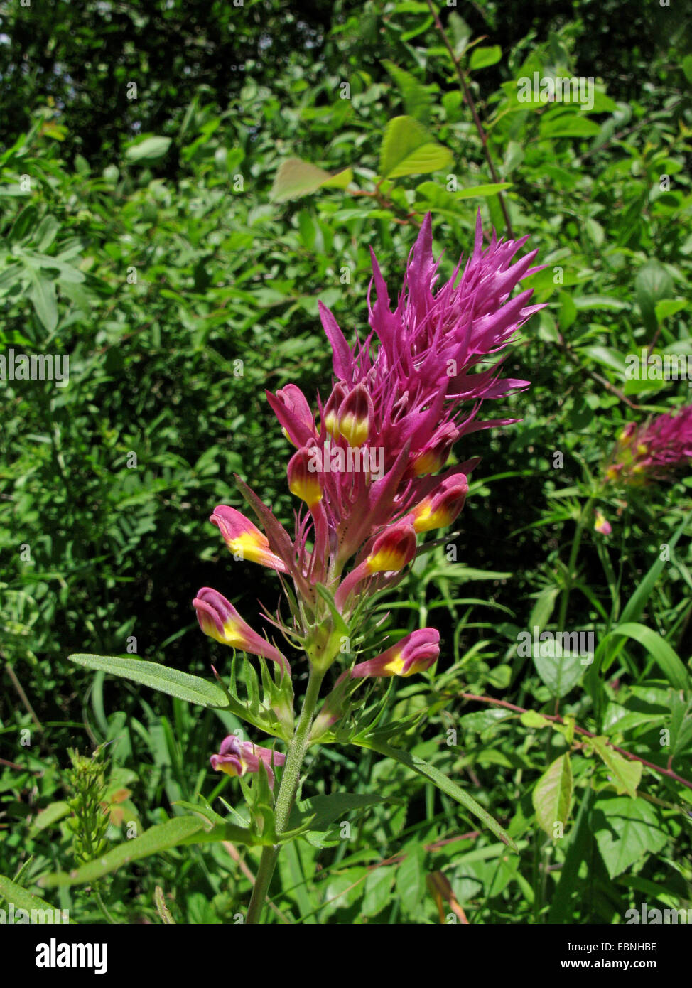 field cow-wheat (Melampyrum arvense), inflorescence, Germany Stock ...