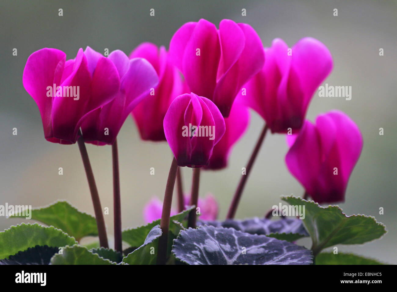 Florists Cyclamen (Cyclamen persicum), blooming Stock Photo - Alamy