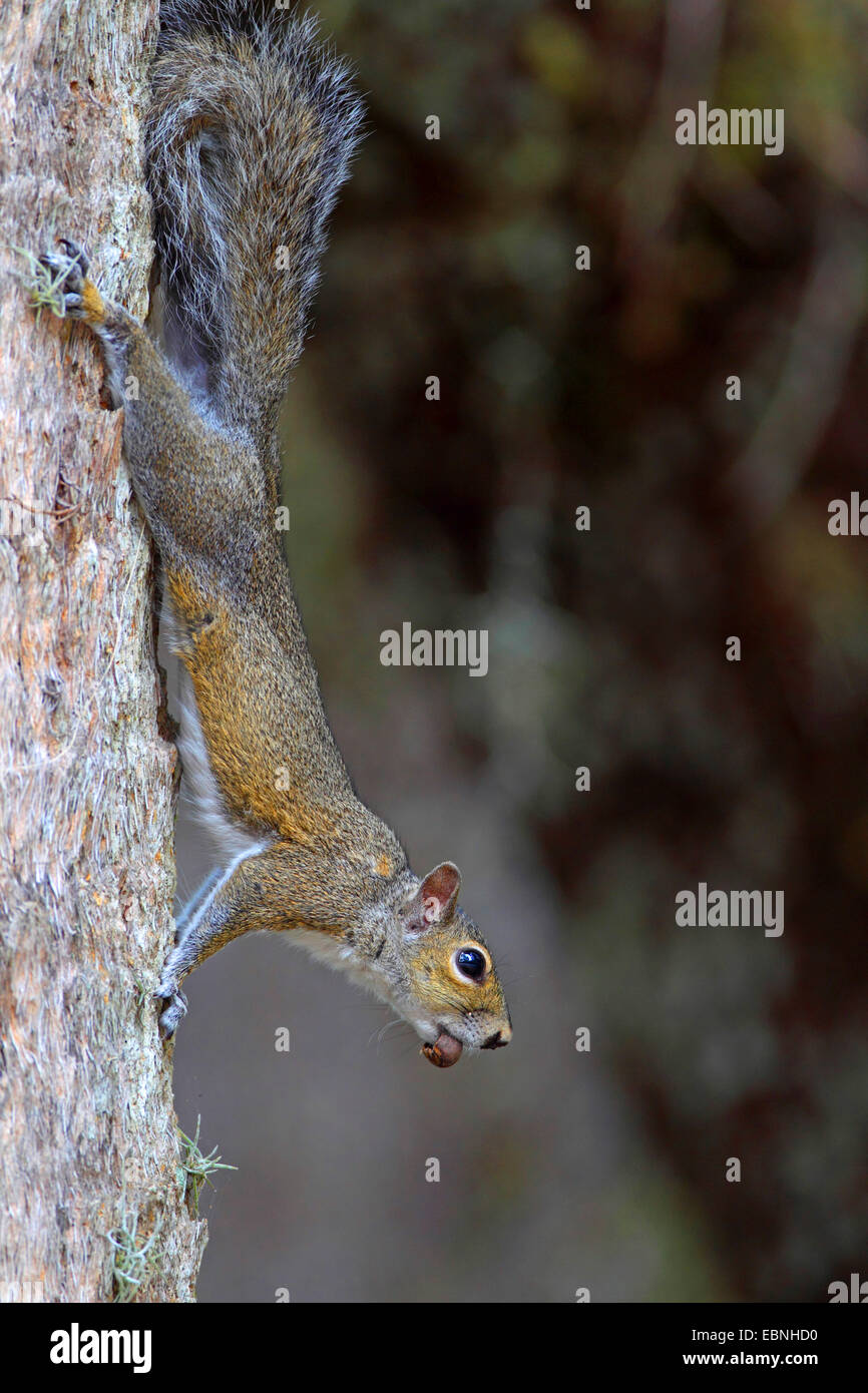 Eastern gray squirrel, Grey squirrel (Sciurus carolinensis), running ...