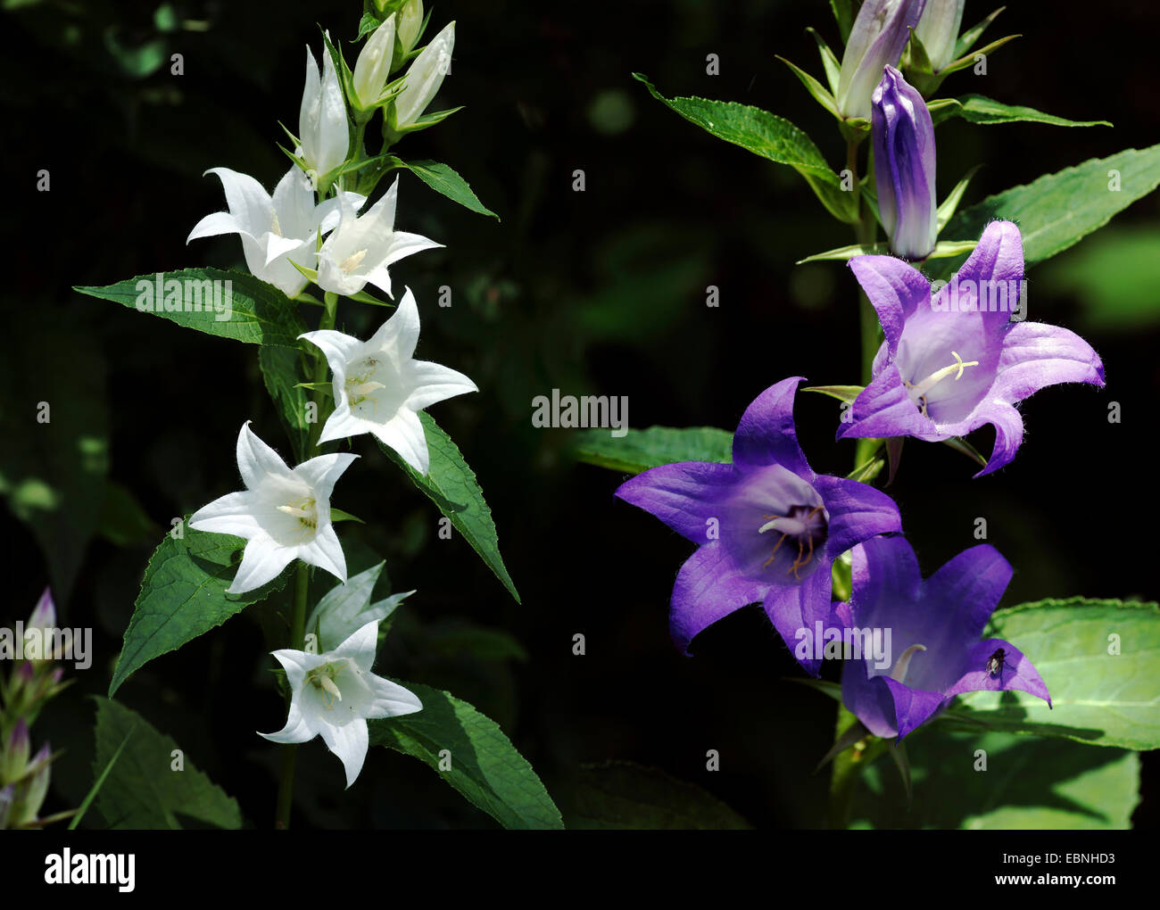 giant bellflower, great bellflower (Campanula latifolia), flowering in ...