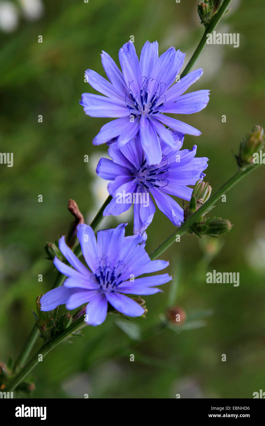 blue sailors, common chicory, wild succory (Cichorium intybus ...