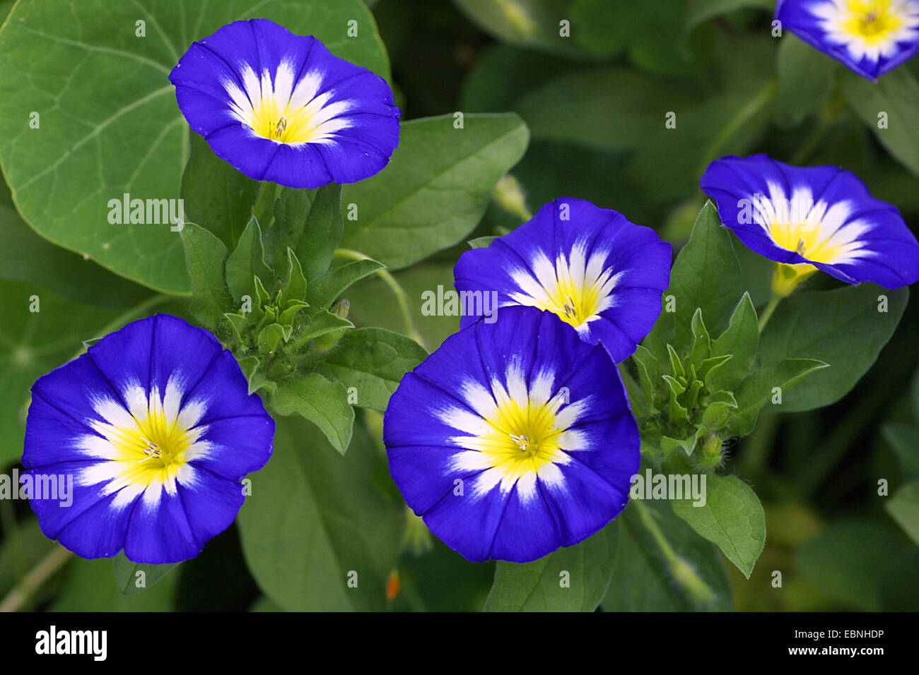 Convolvulus blue flowers convolvulus hi-res stock photography and ...