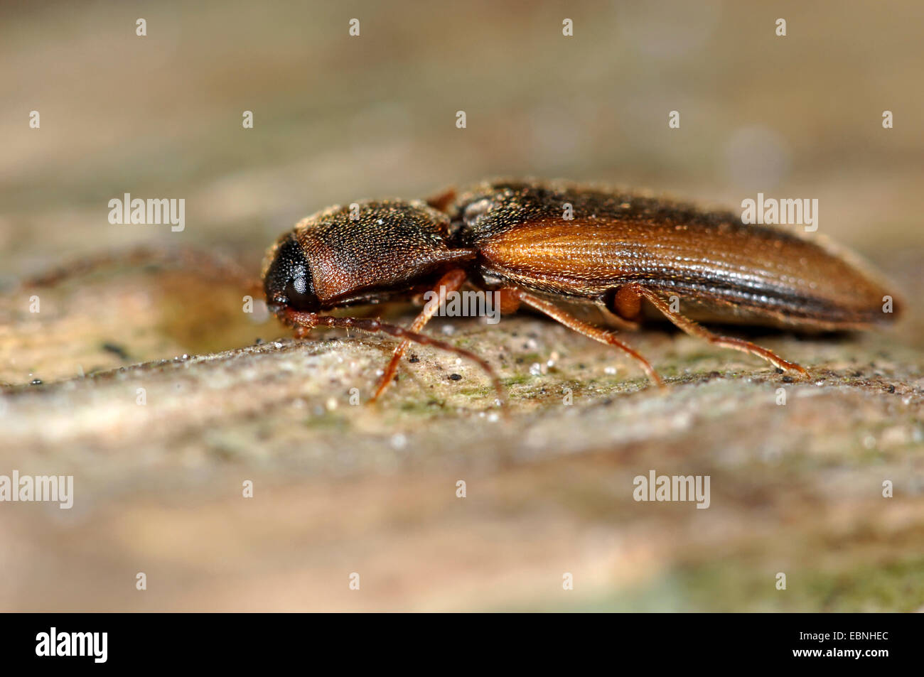 Dalopius marginatus (Dalopius marginatus), Germany Stock Photo - Alamy