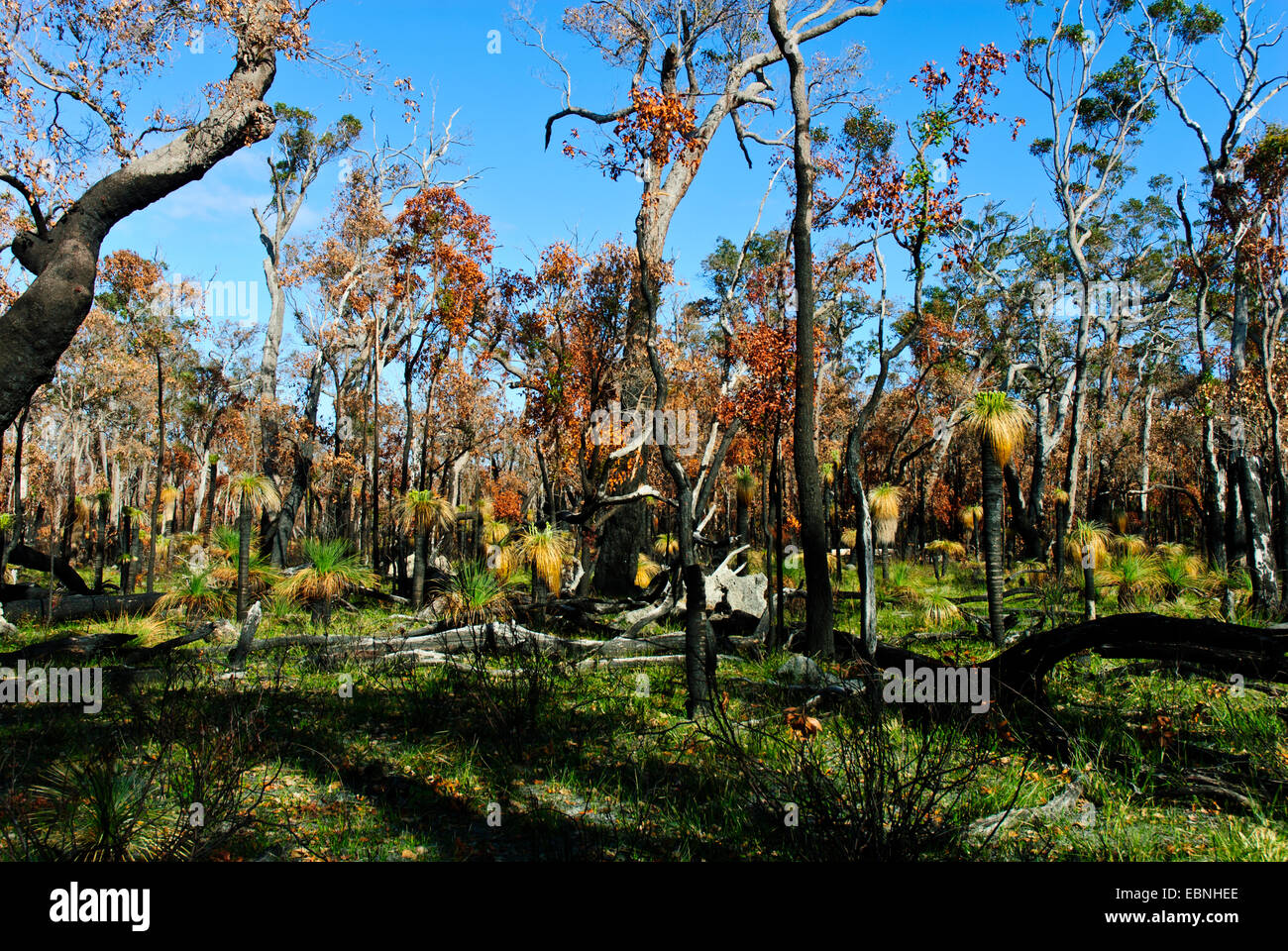 Tingle Trees,Forests,Tingle Tree Top Walk,Southern most tip of ...