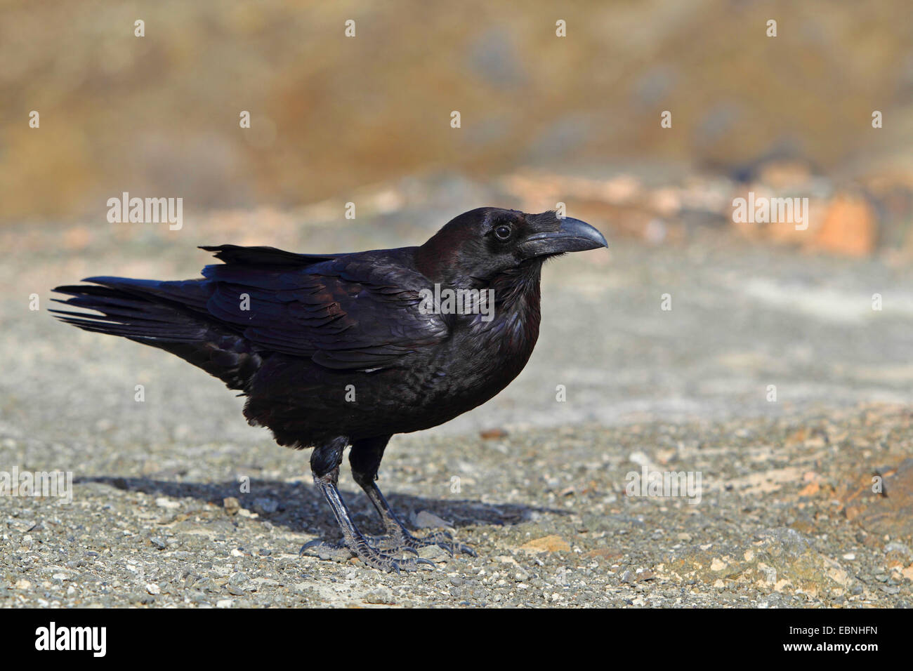 North African raven (Corvus corax tingitanus, Corvus tingitanus), raven ...