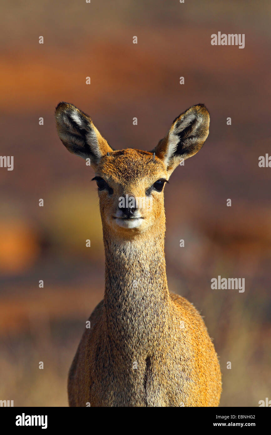 klippspringer (Oreotragus oreotragus), young male, portrait, South ...