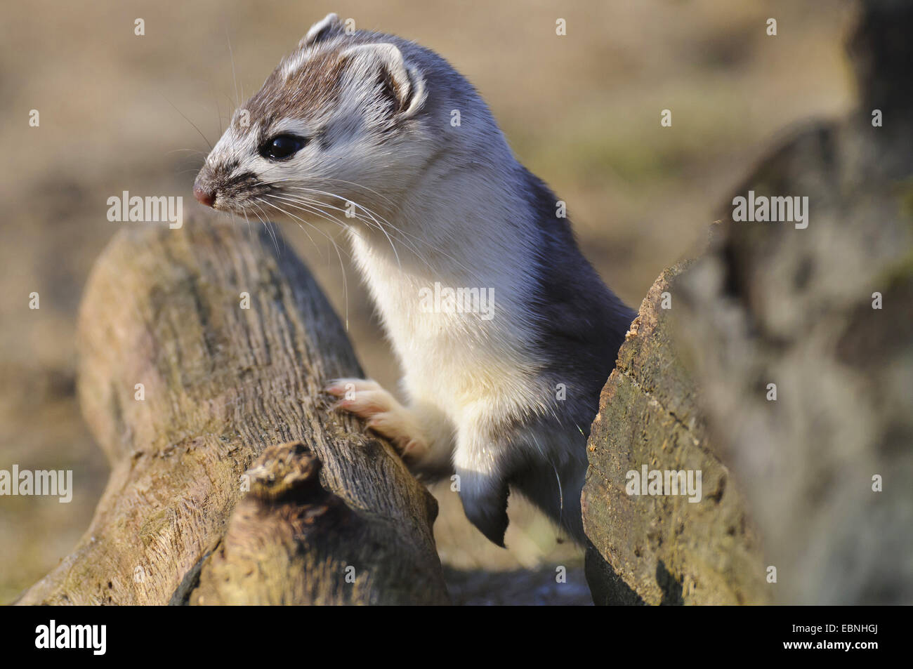 ermine, stoat (Mustela erminea), looking out of woodpile, Germany ...