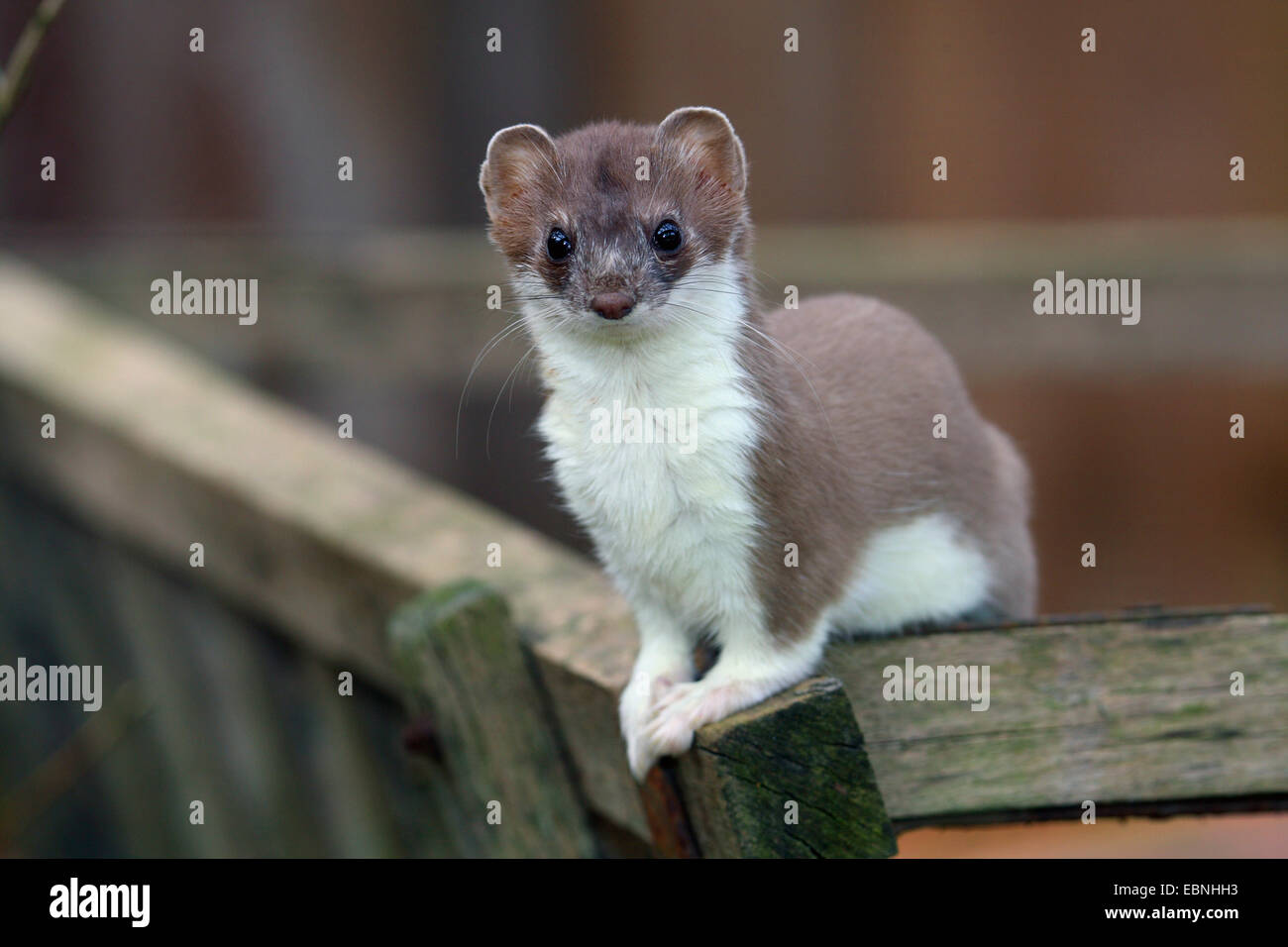 ermine, stoat (Mustela erminea), in summer coat, sitting on wooden ...