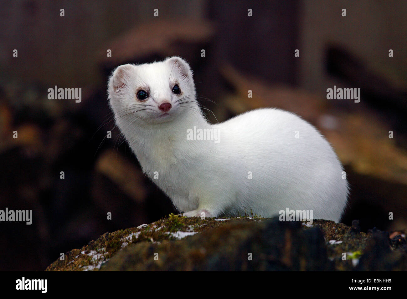 ermine, stoat (Mustela erminea), in winter coat, sitting on a stone ...