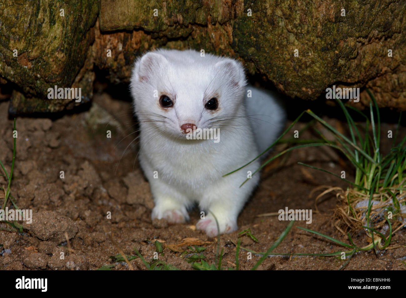 Stoats and weasels hi-res stock photography and images - Alamy