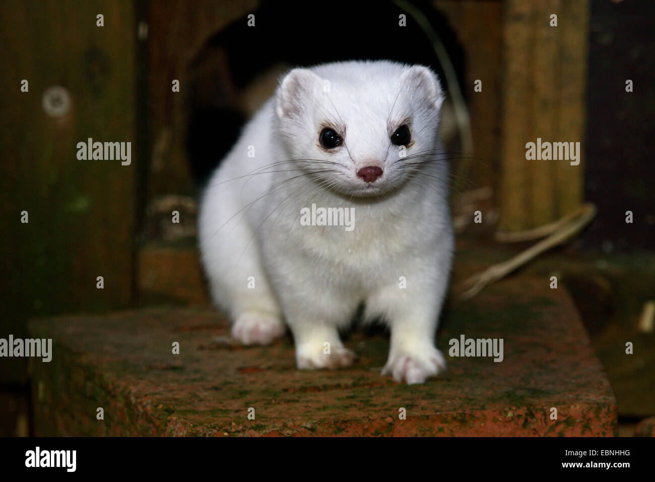 ermine, stoat (Mustela erminea), in winter coat, Germany Stock Photo ...