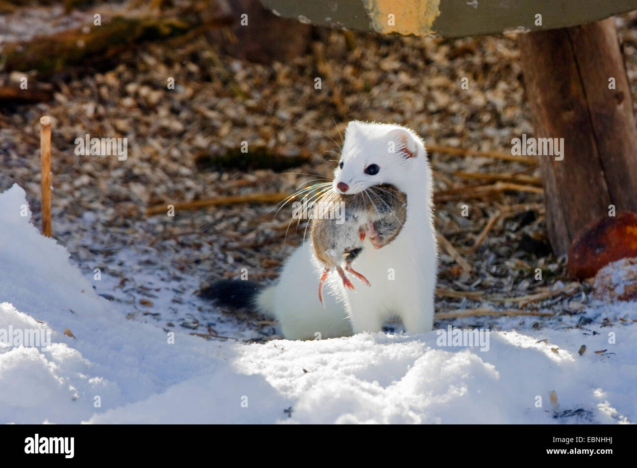ermine, stoat (Mustela erminea), Stoat with mouse, Germany Stock Photo ...