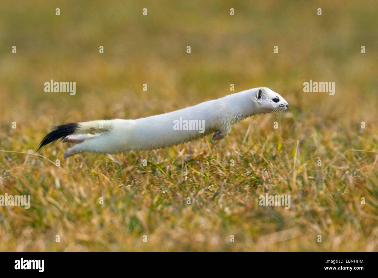 Stoat Jumping