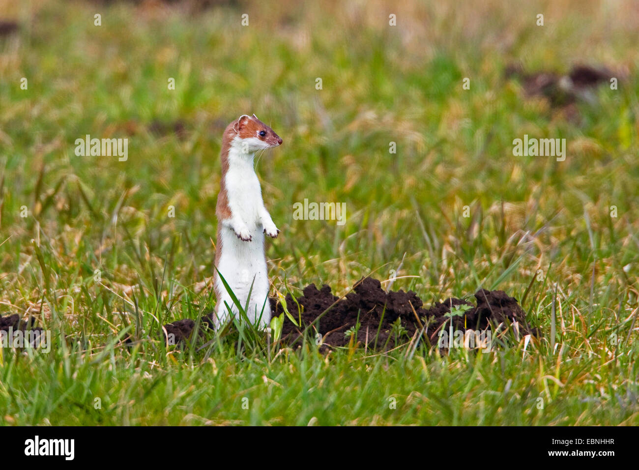 ermine, stoat (Mustela erminea), Weasel in summer-fur, Germany Stock ...