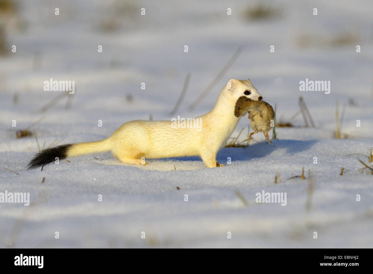 White mouse field hi-res stock photography and images - Alamy