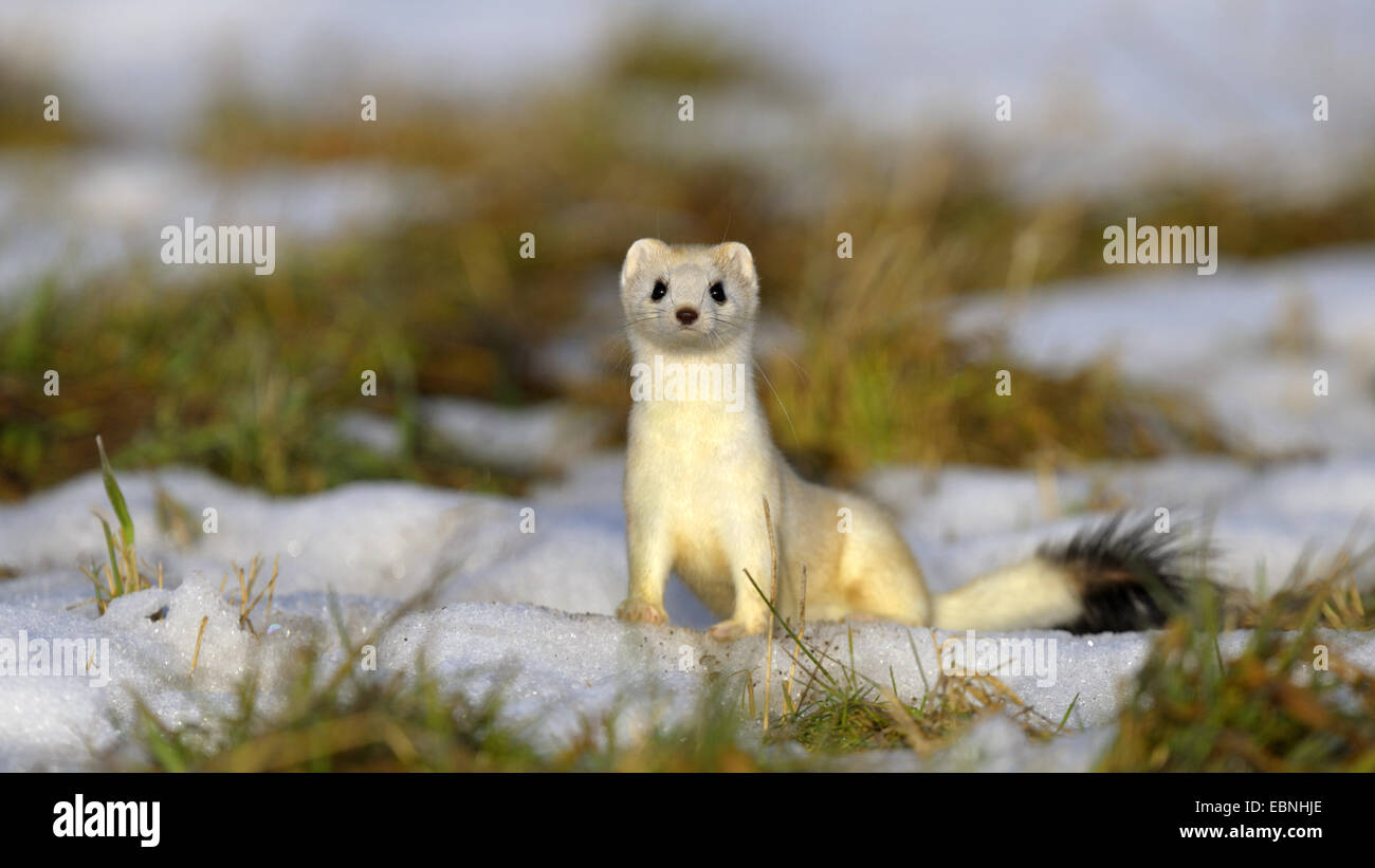 Stoat mustela erminea in winter coat hi-res stock photography and ...