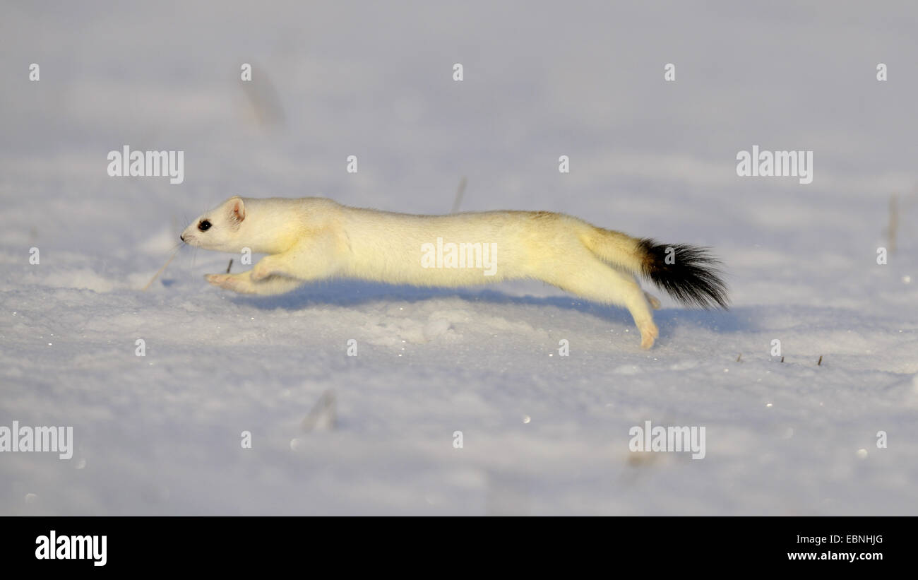 Stoat In Snow High Resolution Stock Photography and Images - Alamy