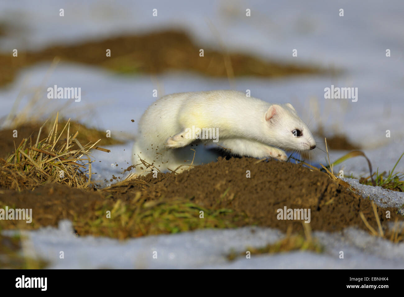 Stoat mustela erminea in winter coat hi-res stock photography and ...