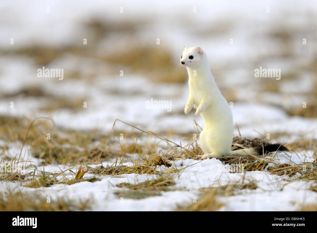 ermine, stoat (Mustela erminea), standing erect in the snow, Germany ...