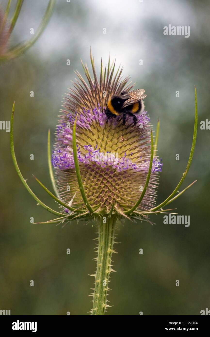 wild teasel, Fuller's teasel, common teasel, common teazle (Dipsacus ...