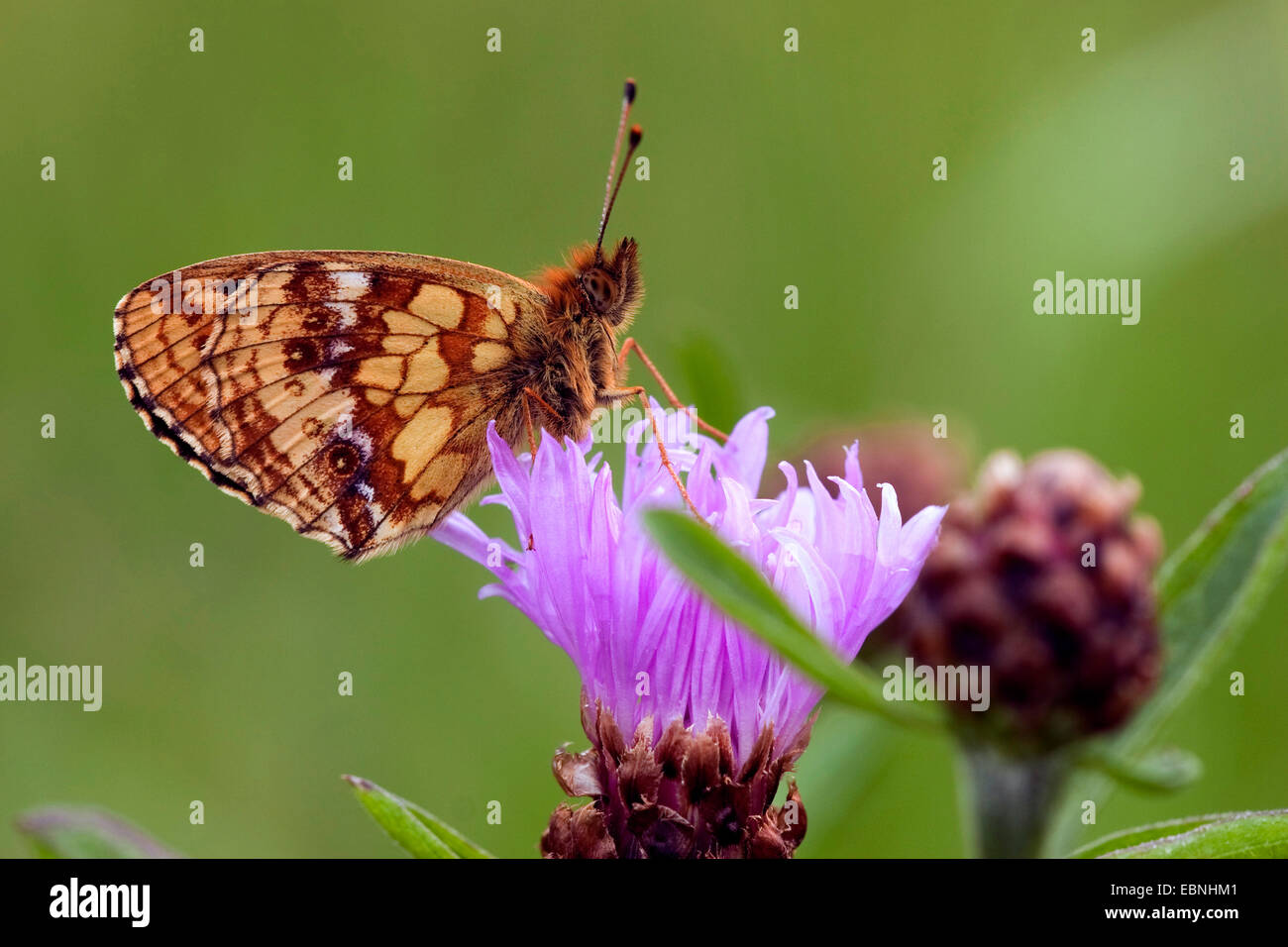 Lesser spear grass hi-res stock photography and images - Alamy