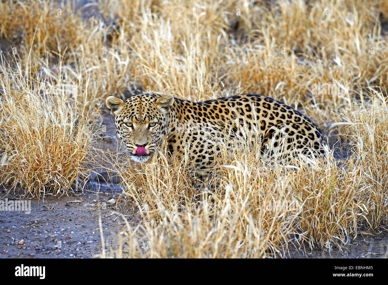 leopard (Panthera pardus), lying between dried hassocks and licking its ...