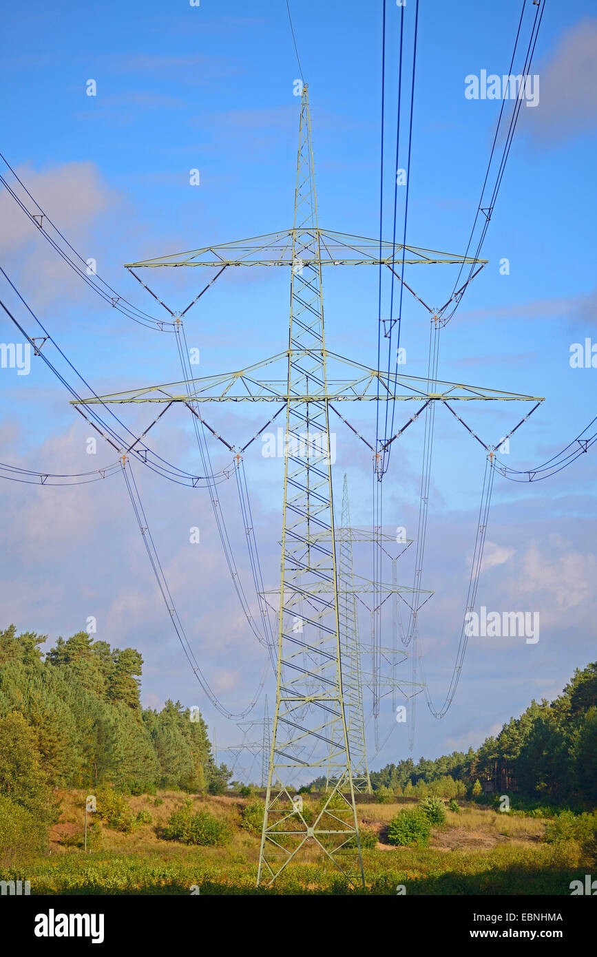 power poles in forest aisle, Germany, Brandenburg Stock Photo - Alamy