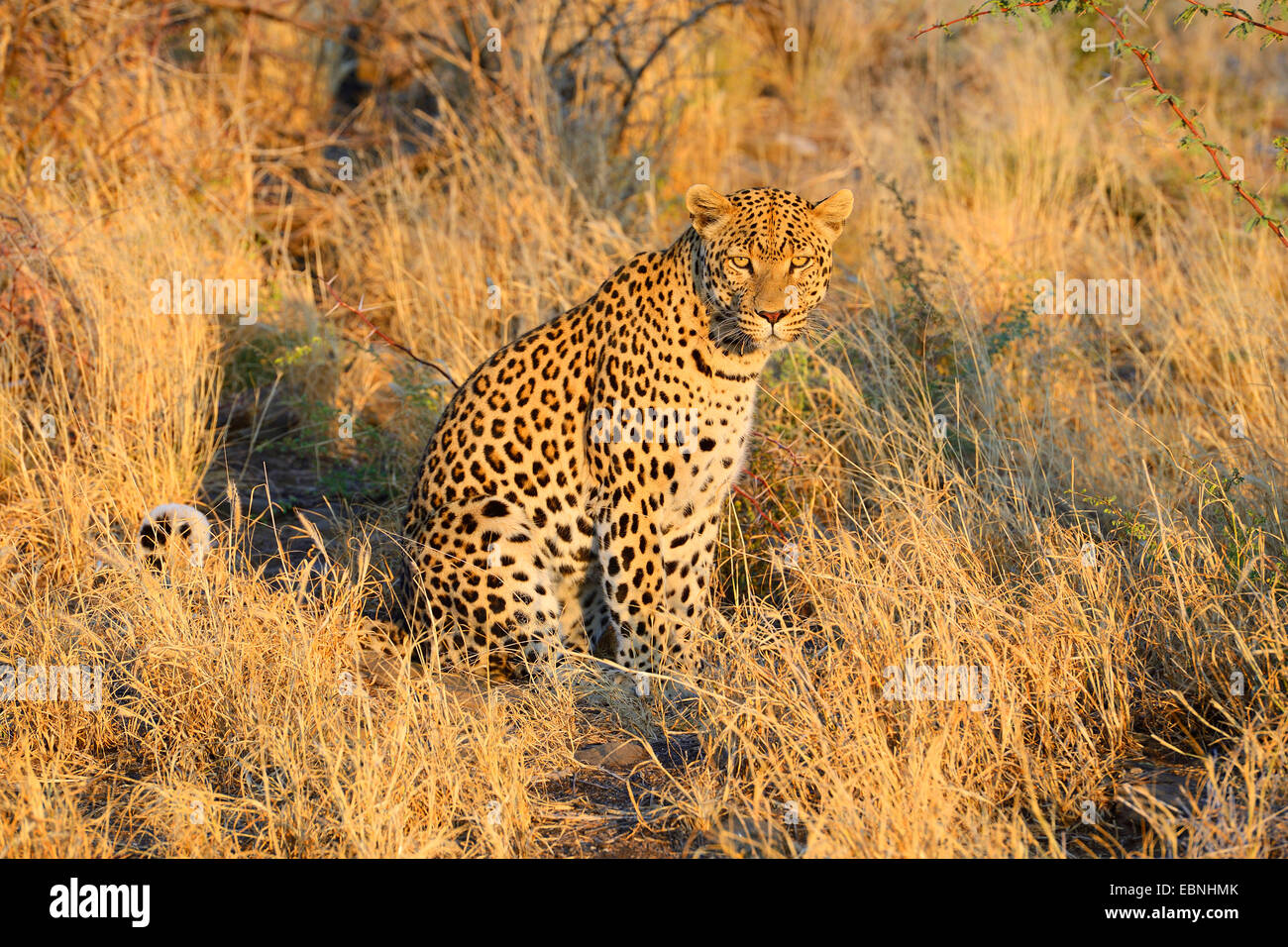 leopard (Panthera pardus), sitting between dried hassocks , Namibia ...