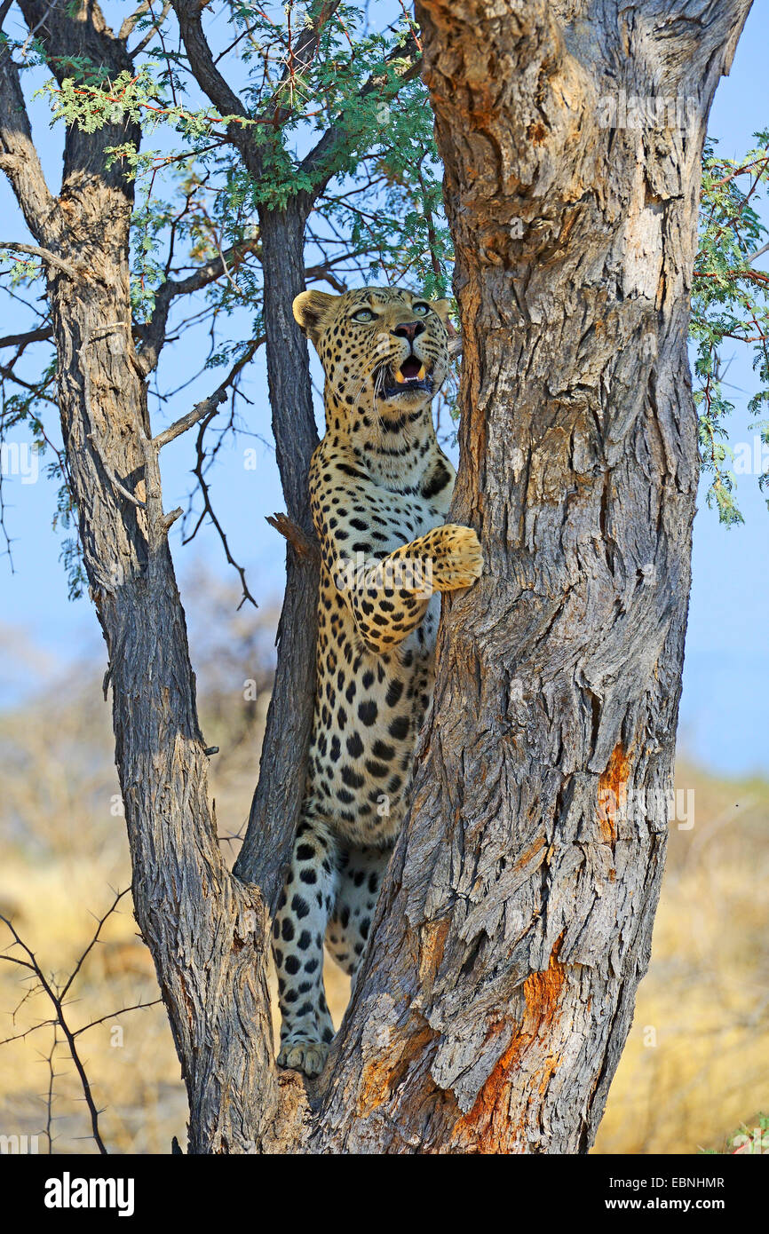 Leopard climbing on a tree hi-res stock photography and images - Alamy