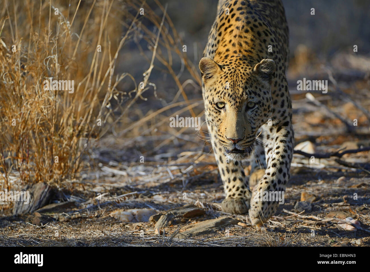 leopard (Panthera pardus), roaming its territory in the morning ...