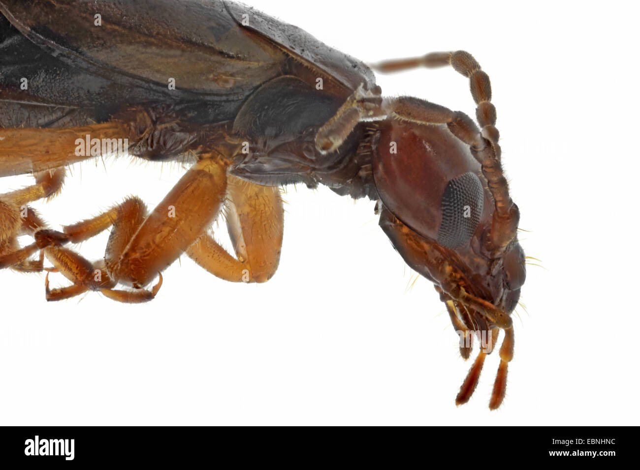 common earwig, European earwig (Forficula auricularia), female, head ...