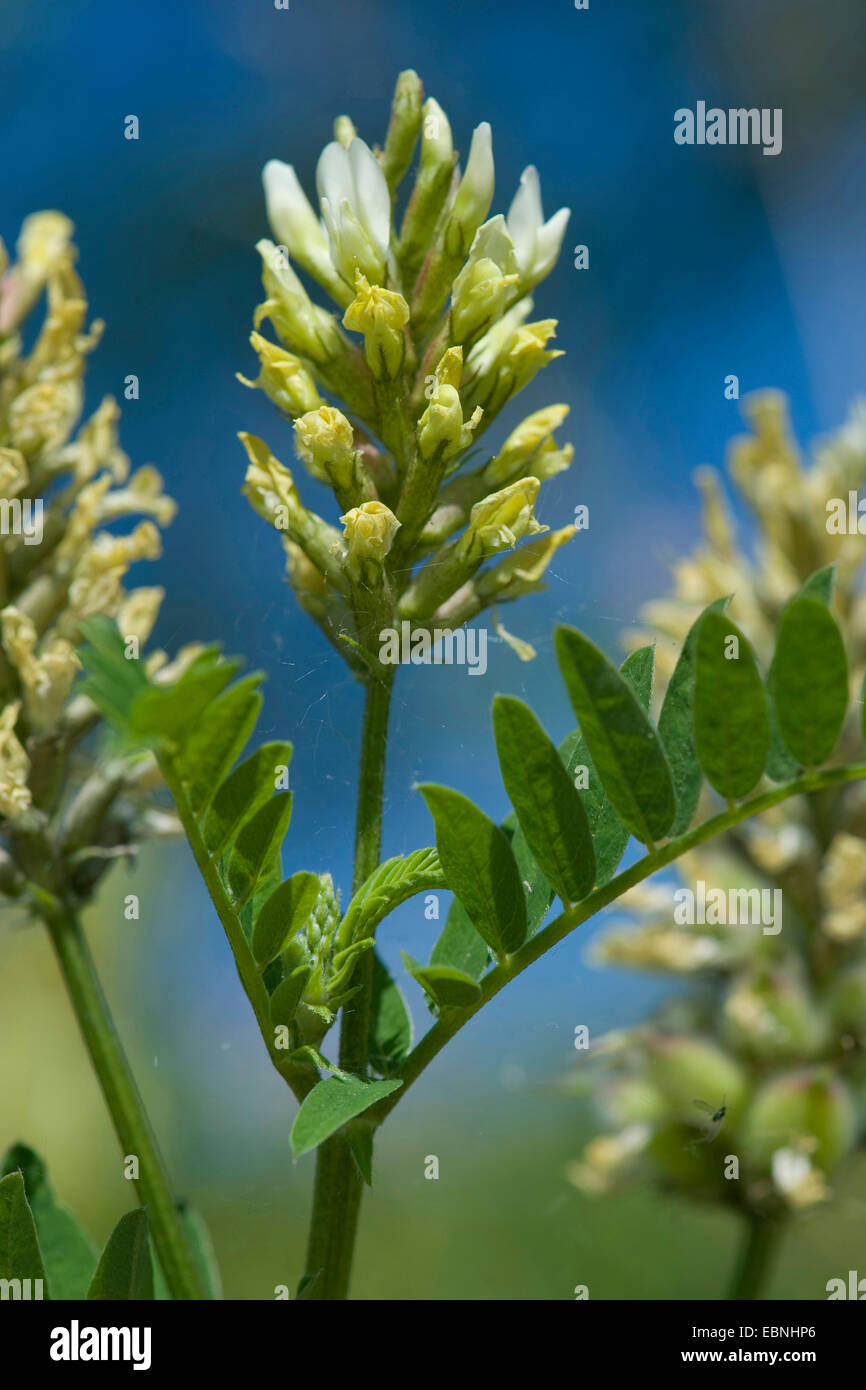 Lentil plant hi-res stock photography and images - Alamy